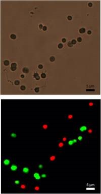 Bacteria raman imaging | Kaplan Scientific